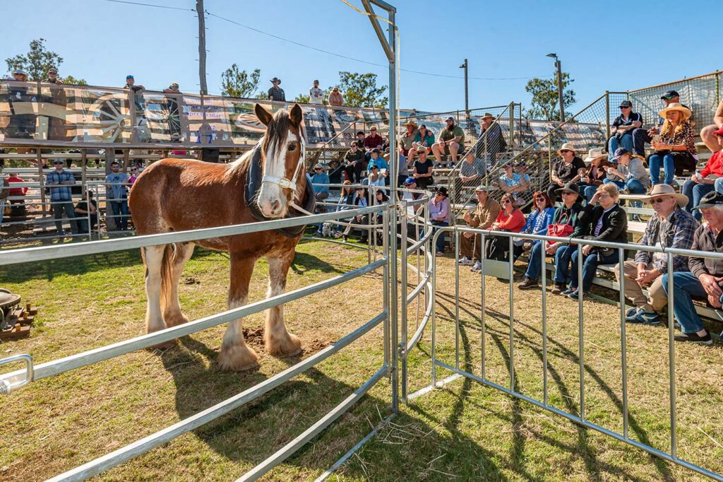 Entertainment - Pine Rivers Show